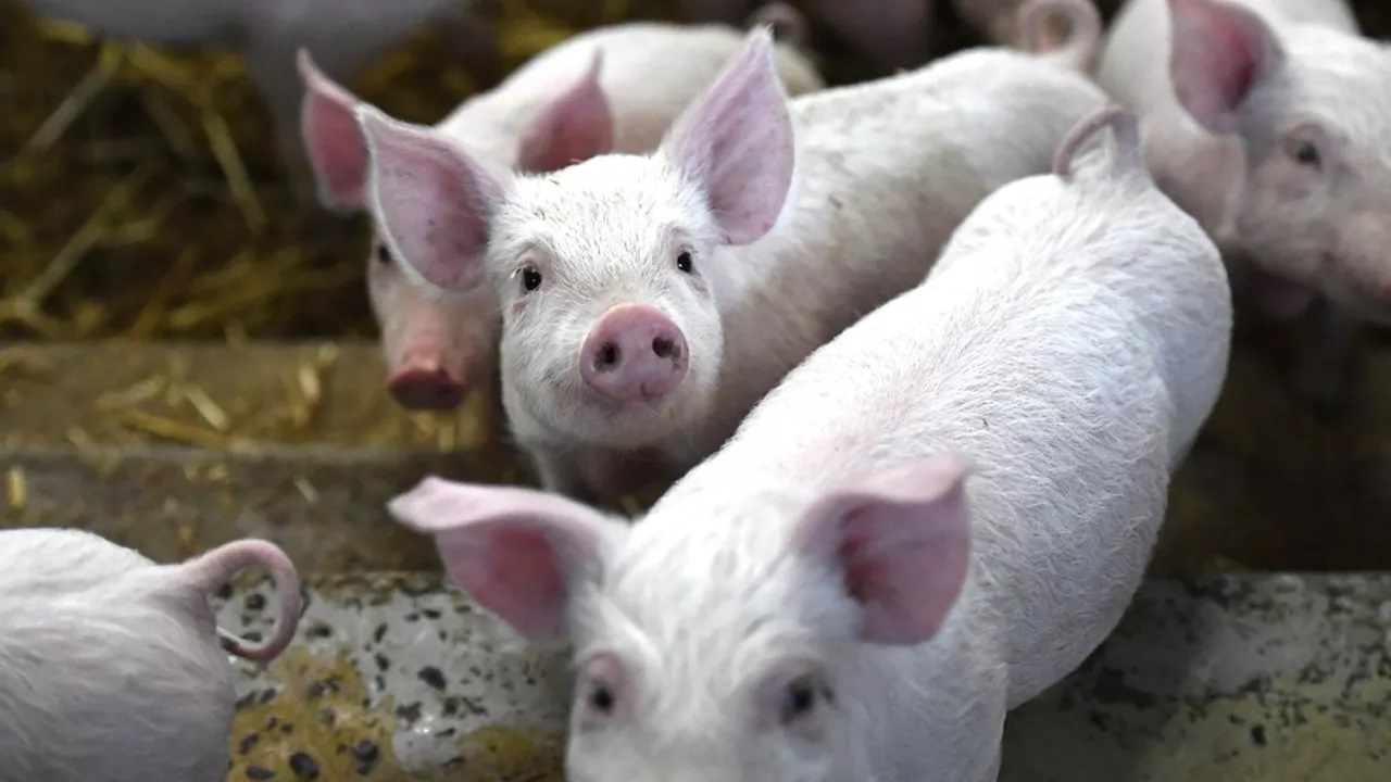 Xénogreffe : pour la première fois, un rein de porc transplanté sur un ...