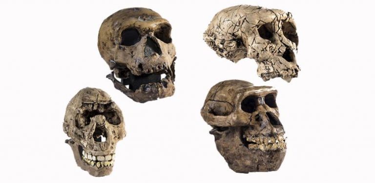 Une étude révèle qu’Homo sapiens descend de deux populations ...